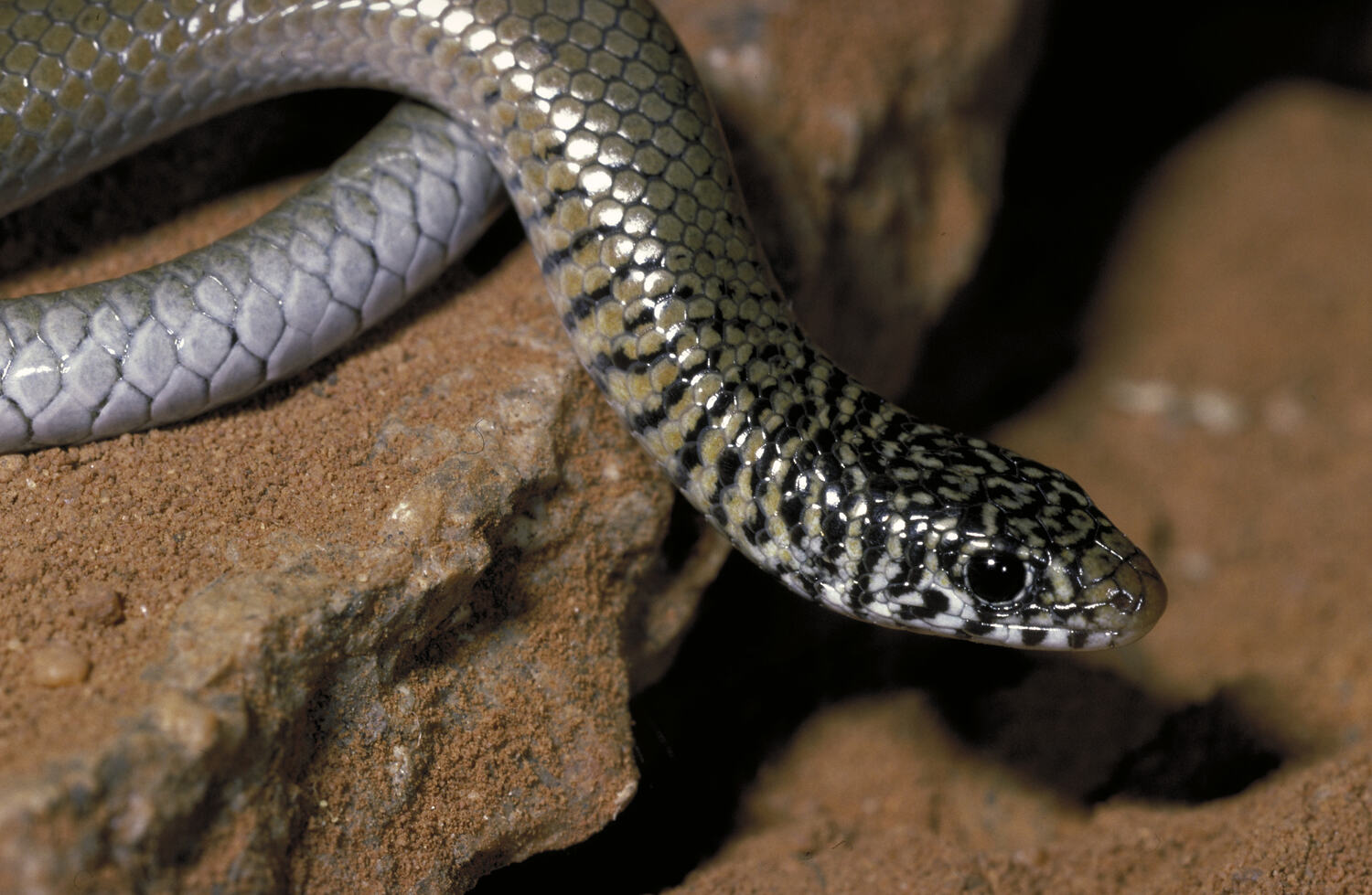 Delma australis Kluge, 1974, Southern Legless Lizard