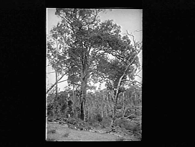Glass Negative - Eucalyptus Forest, by A.J. Campbell, Western Australia ...