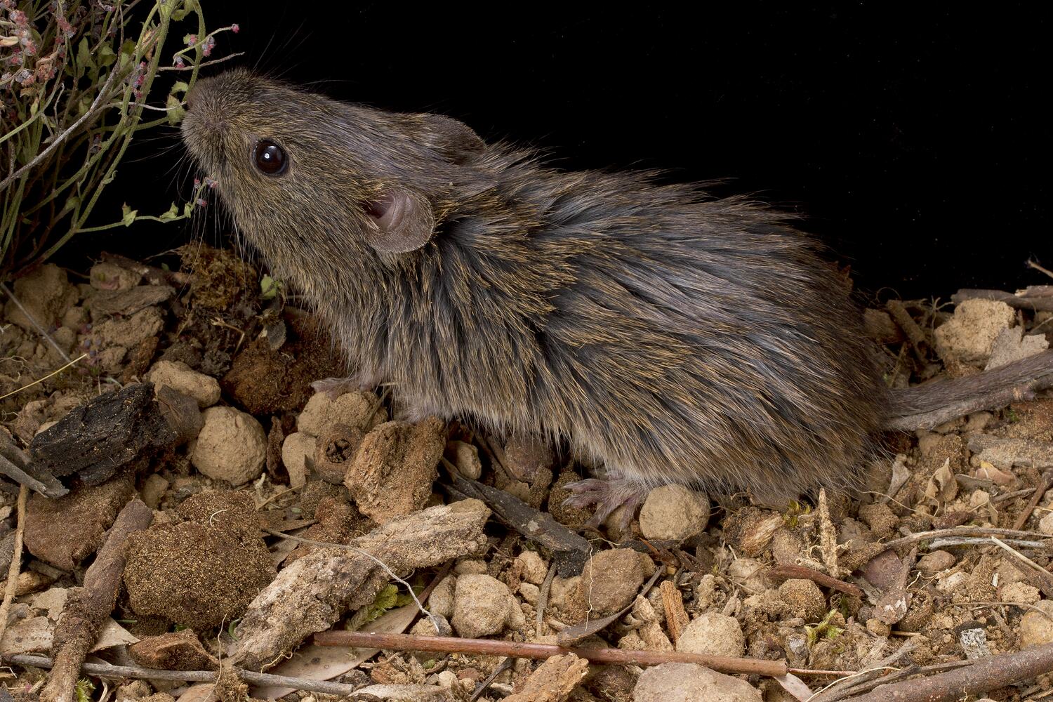 Pseudomys shortridgei, Australian Heath Mouse