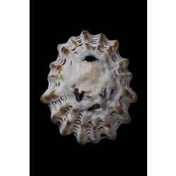 Patelloida alticostata (Angas, 1865)