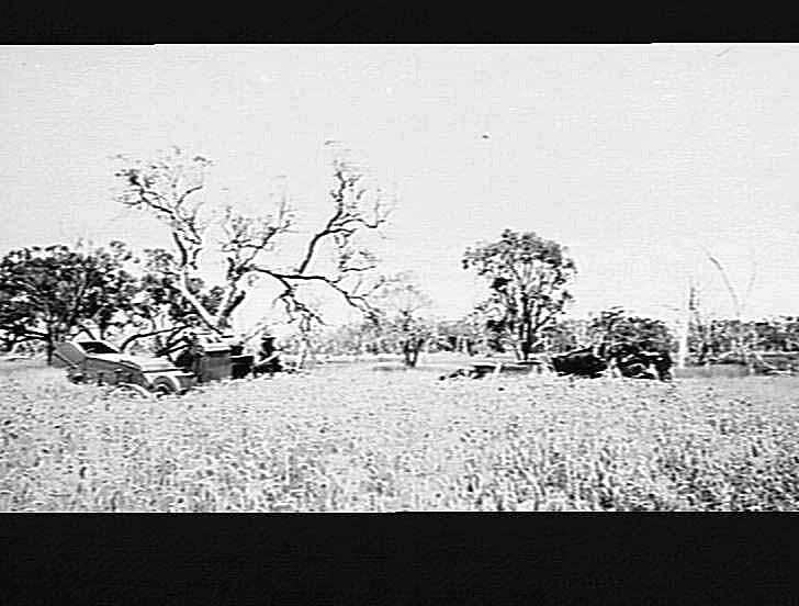 Photograph - H.V. McKay, Farm Equipment Manufacture & Field Trials ...