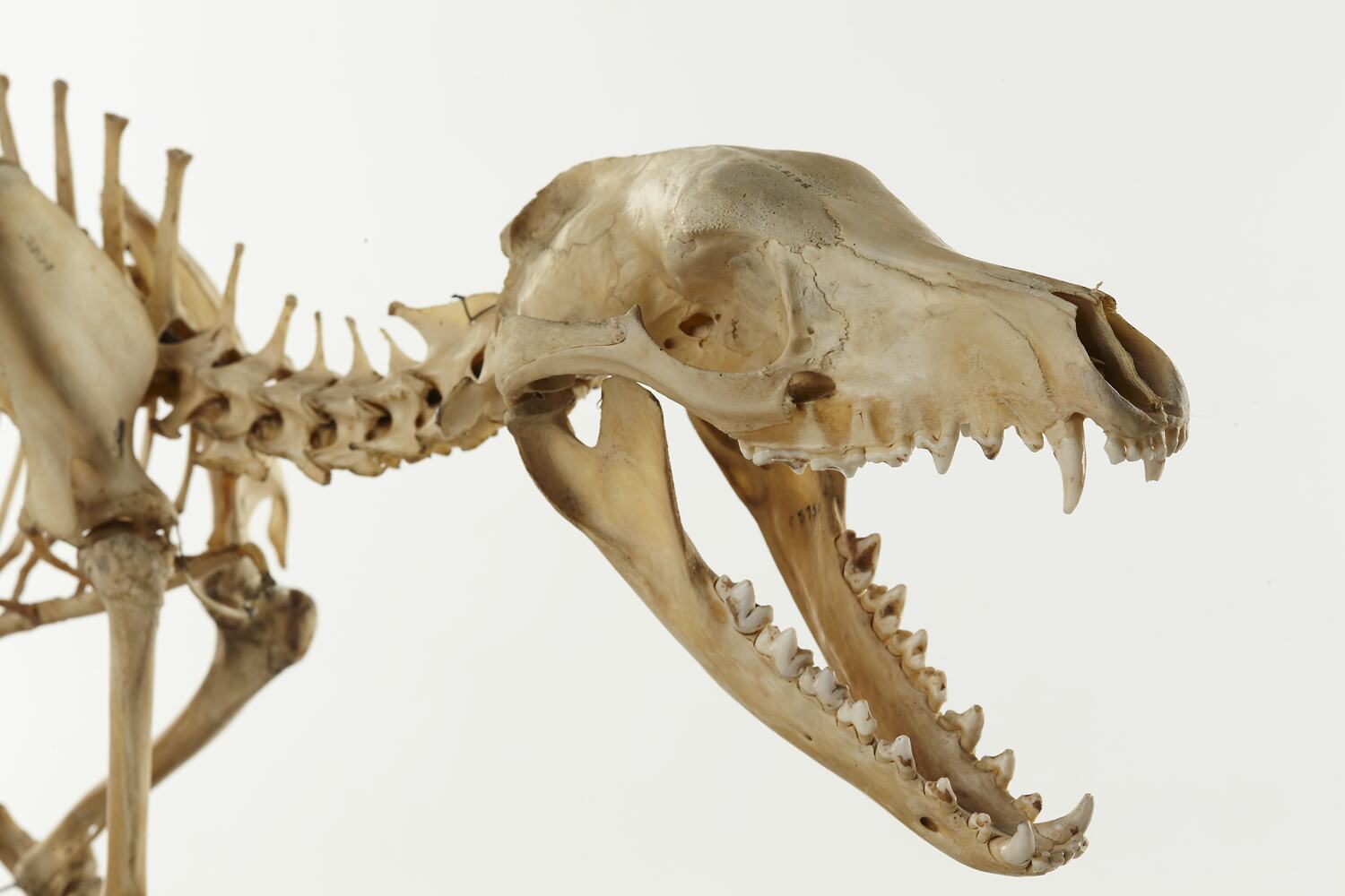 Skeleton - Thylacine Thylacinus cynocephalus (Harris, 1808)