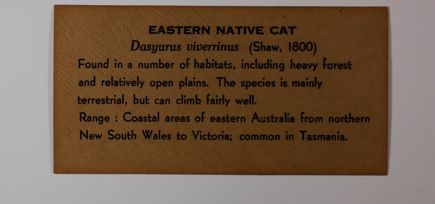 Exhibition Labels - Set of Three, Australian Marsupials, National ...