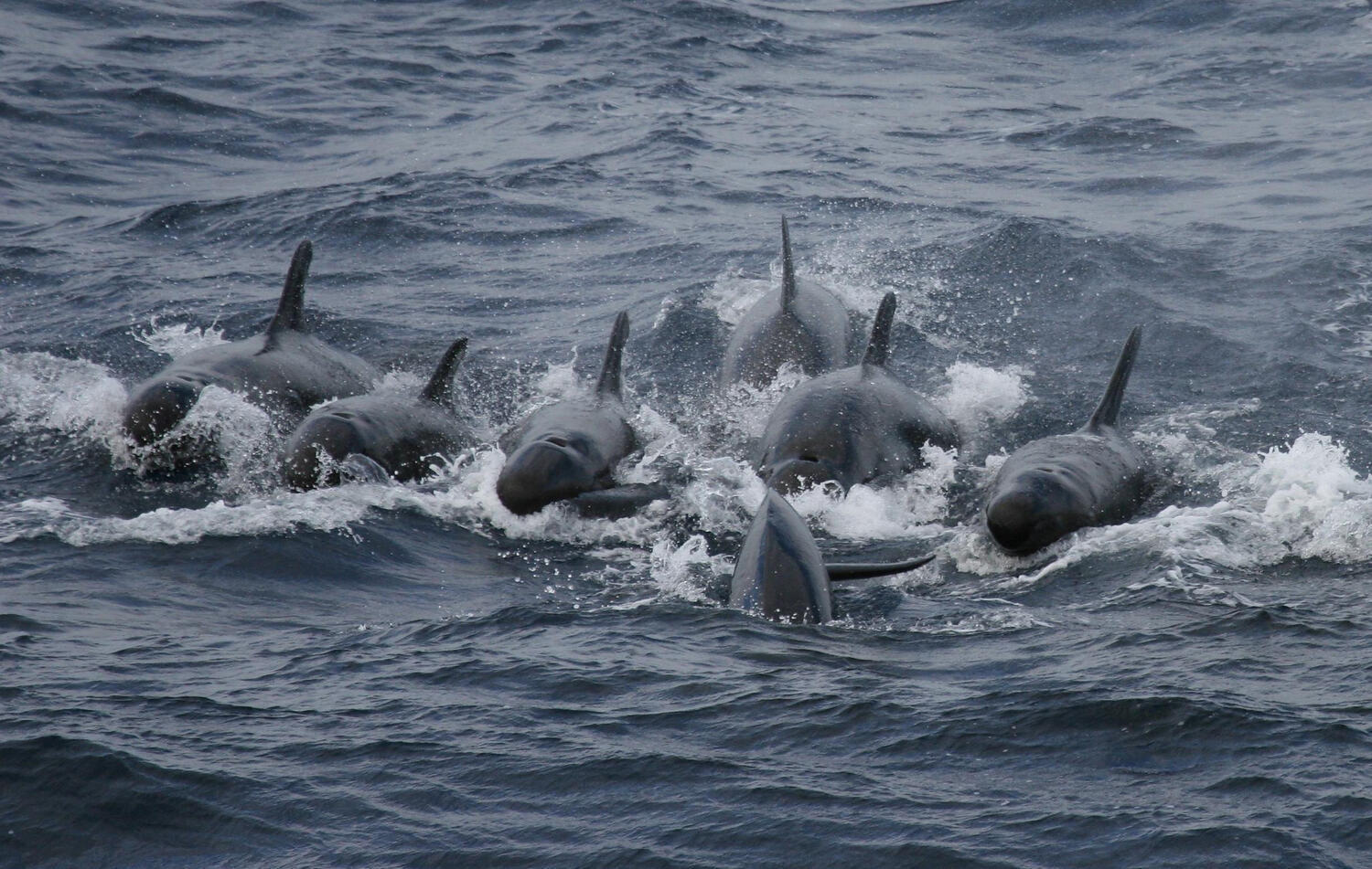 Pseudorca crassidens, False Killer Whale