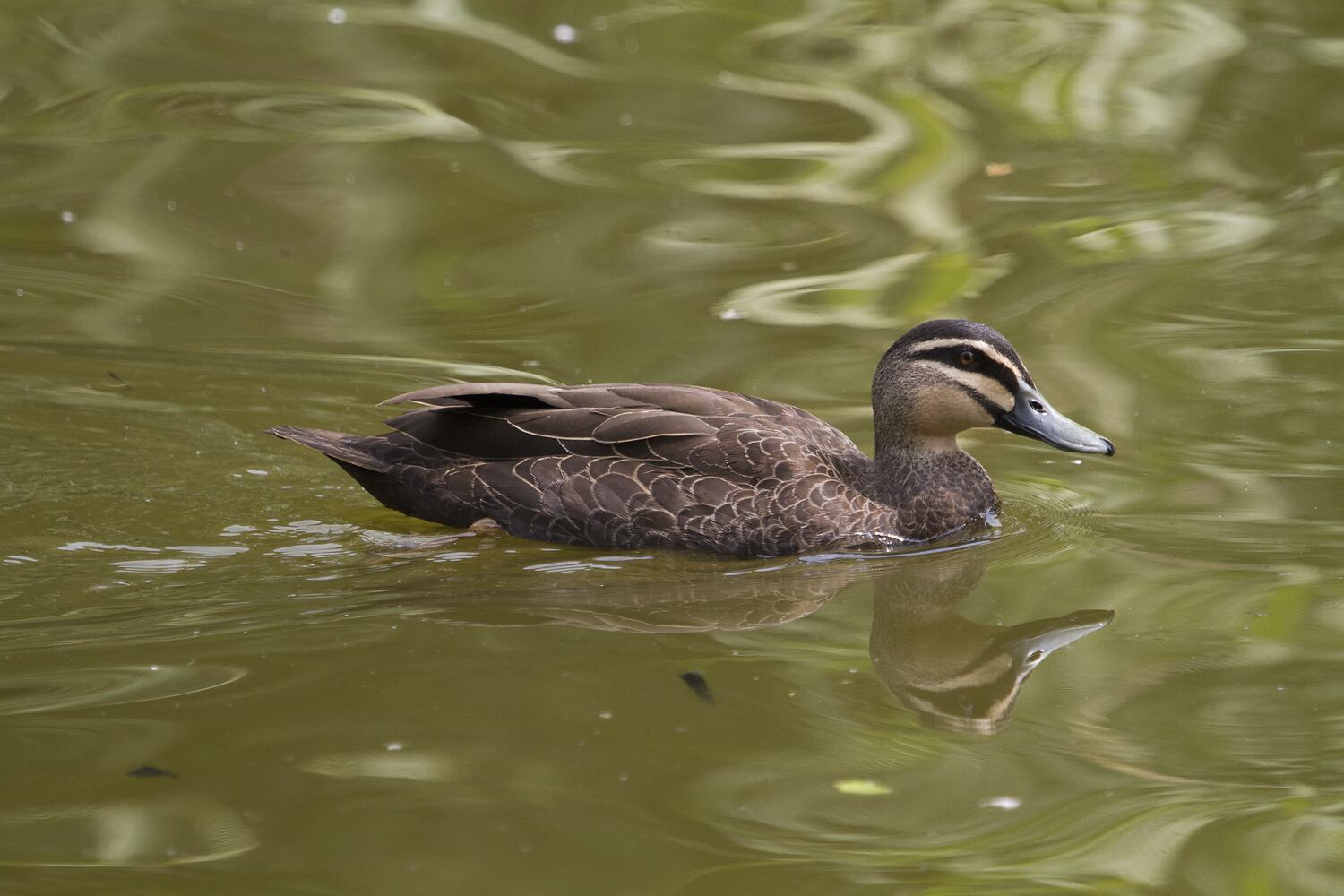 Anas superciliosa, Pacific Black Duck