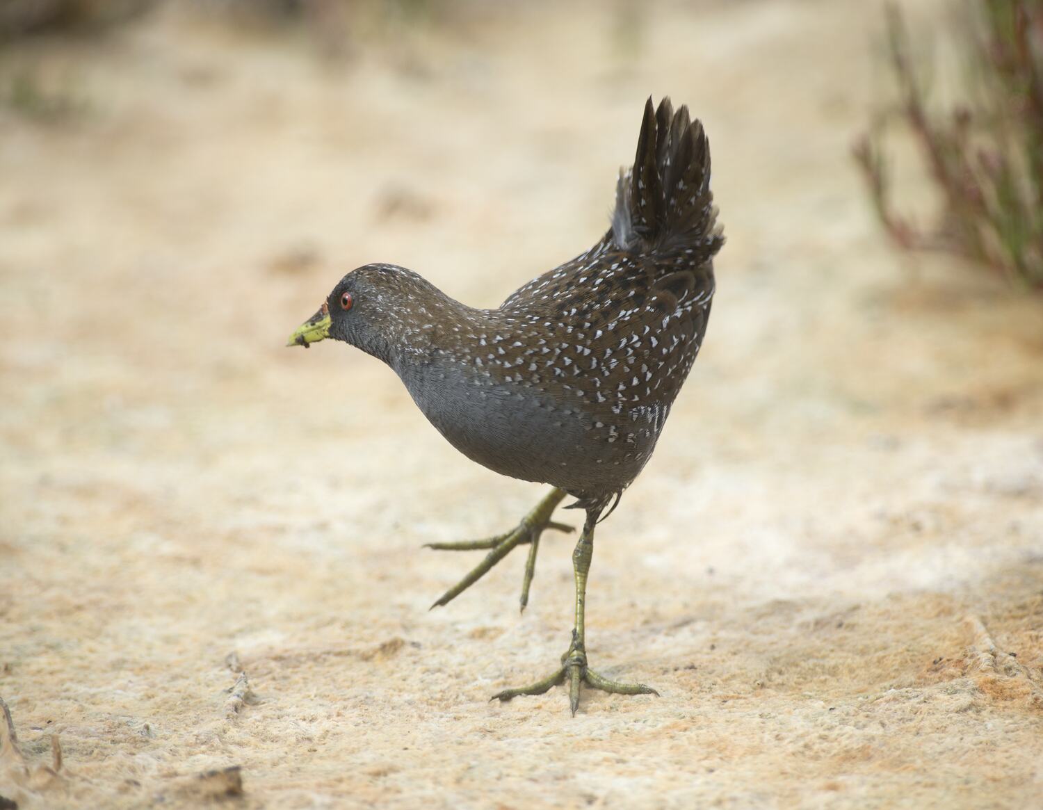 Porzana fluminea, Australian Spotted Crake