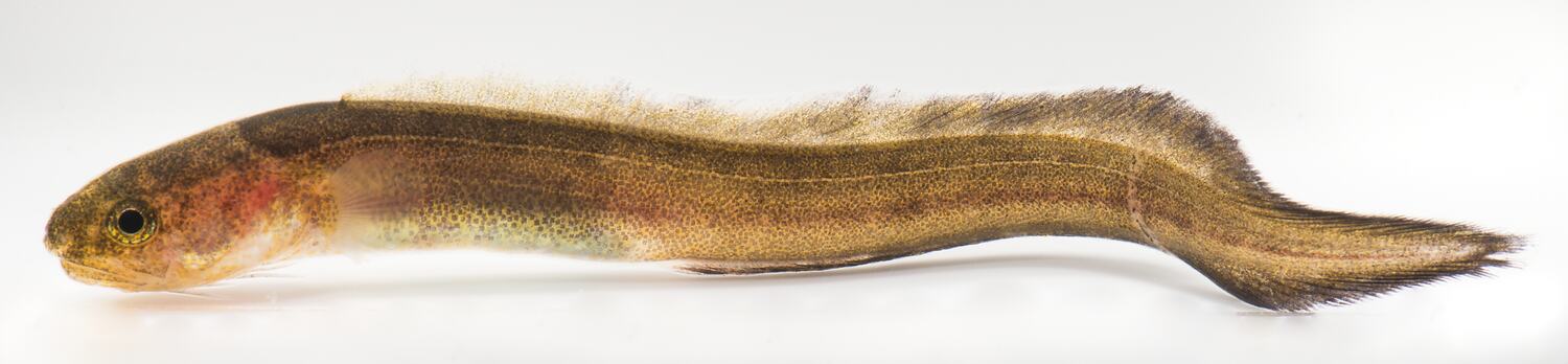 Genypterus tigerinus Klunzinger, 1872, Rock Ling