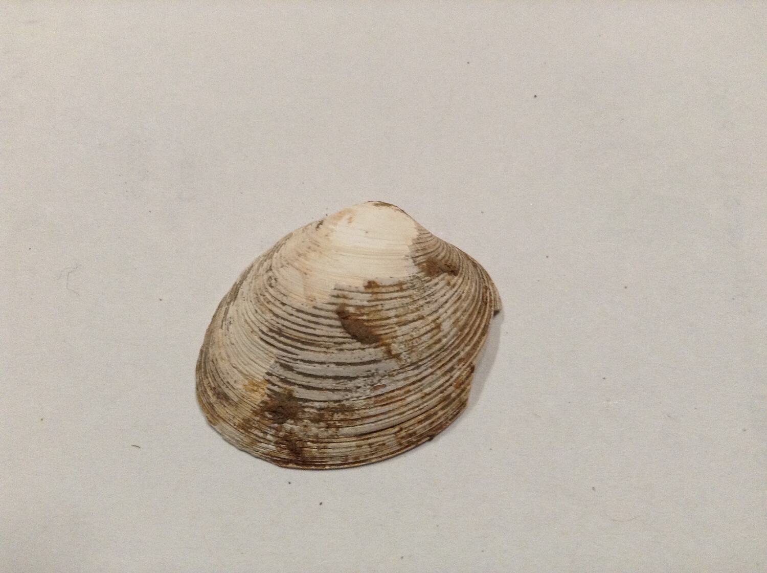 Shell - Bivalve, 1850-1900