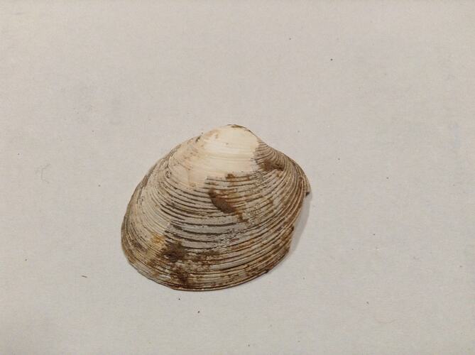 Shell - Bivalve, 1850-1900