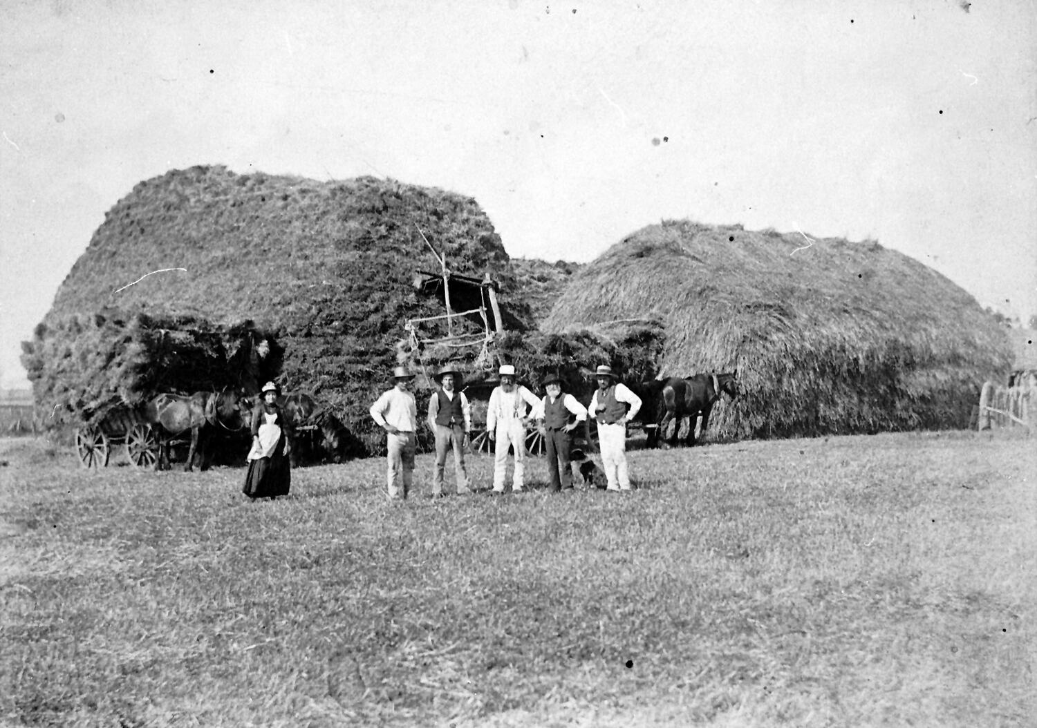 Negative - Constructing Hay Stacks, Dalkey, South Australia, 1890