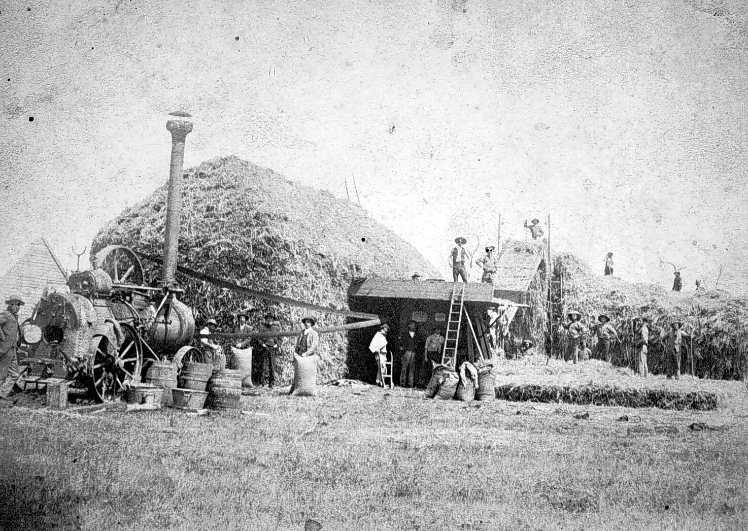 Negative - Thresher & Haystacks, Victoria, circa 1890