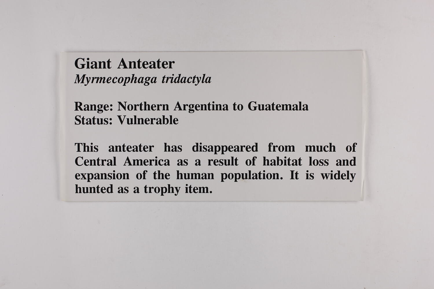 Exhibition Label - Giant Anteater, Museum of Victoria, Melbourne, 1992