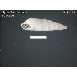 Syrnola daedala Adams, 1862