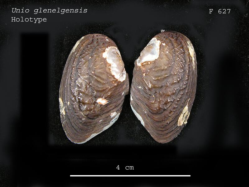 Unio glenelgensis Dennant, 1898