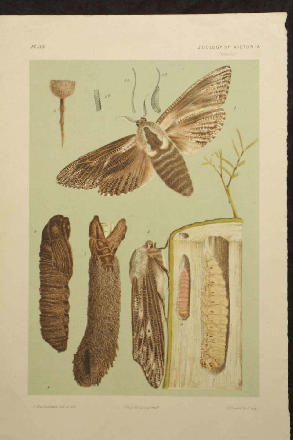 Lithographic colour proof - Wattle Goat Moth, Endoxyla encalypti ...