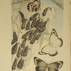 The Prodromus Collection