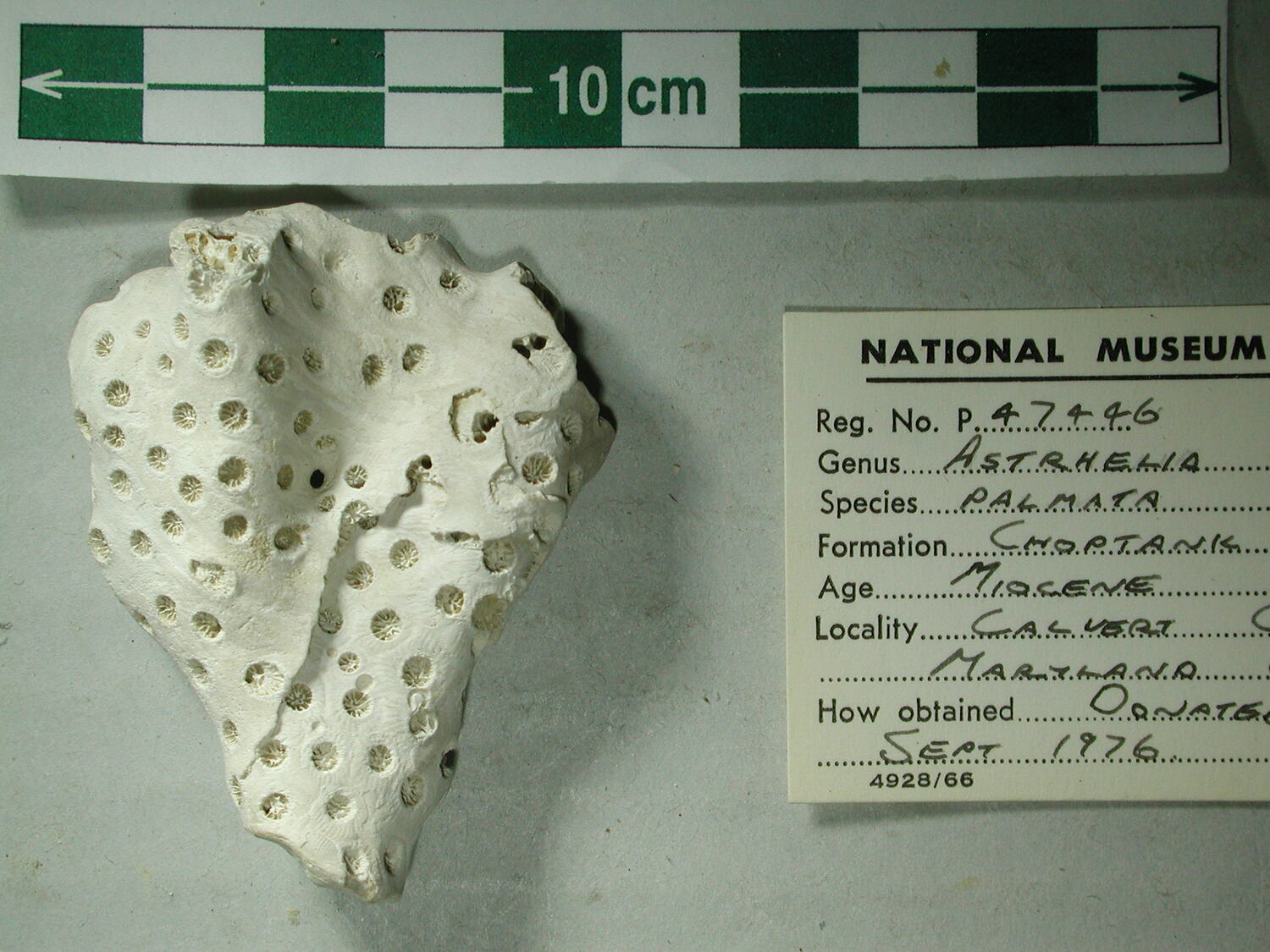 Astrhelia palmata (Goldfuss)