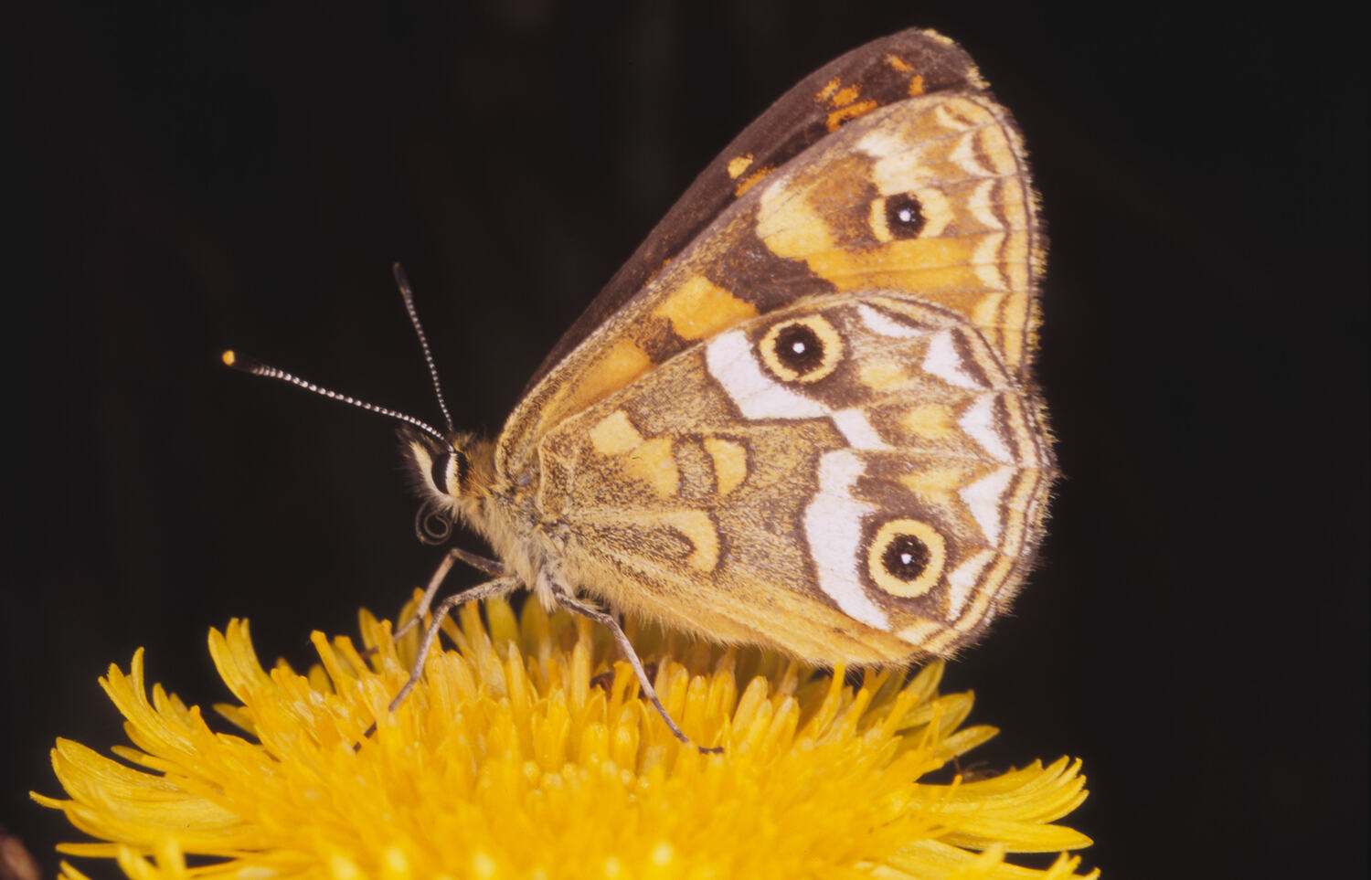 Oreixenica correae (Olliff, 1890), Orange Alpine Xenica
