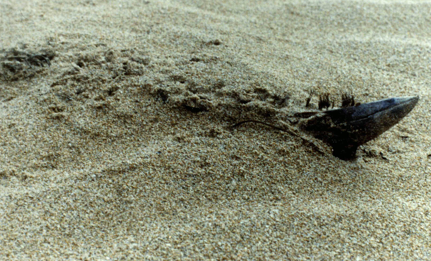 Digital Image - Pied Currawong, Bushfire Beach Survey, Lorne, Feb 1983
