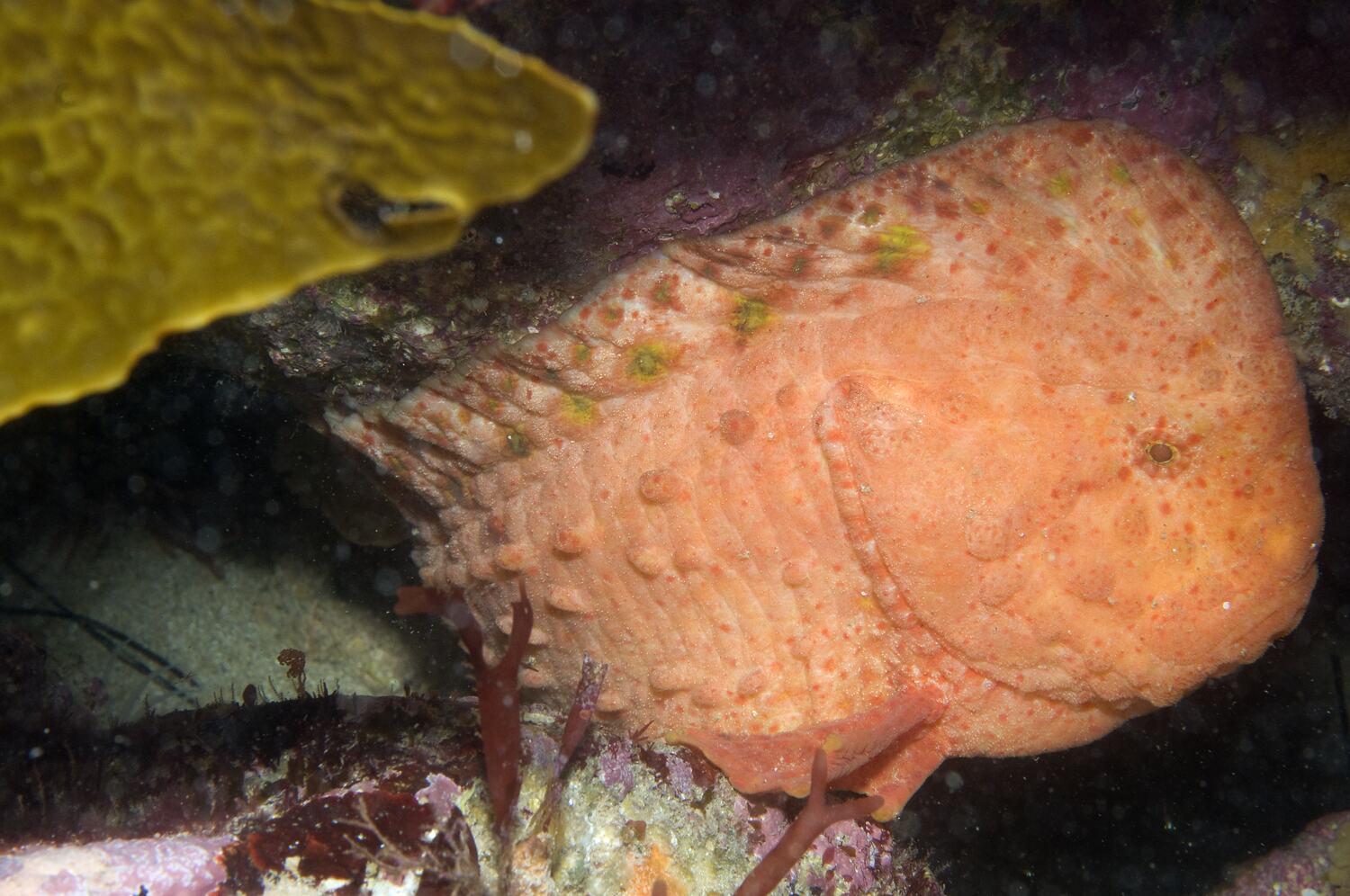 Aetapcus maculatus (Günther, 1861), Warty Prowfish