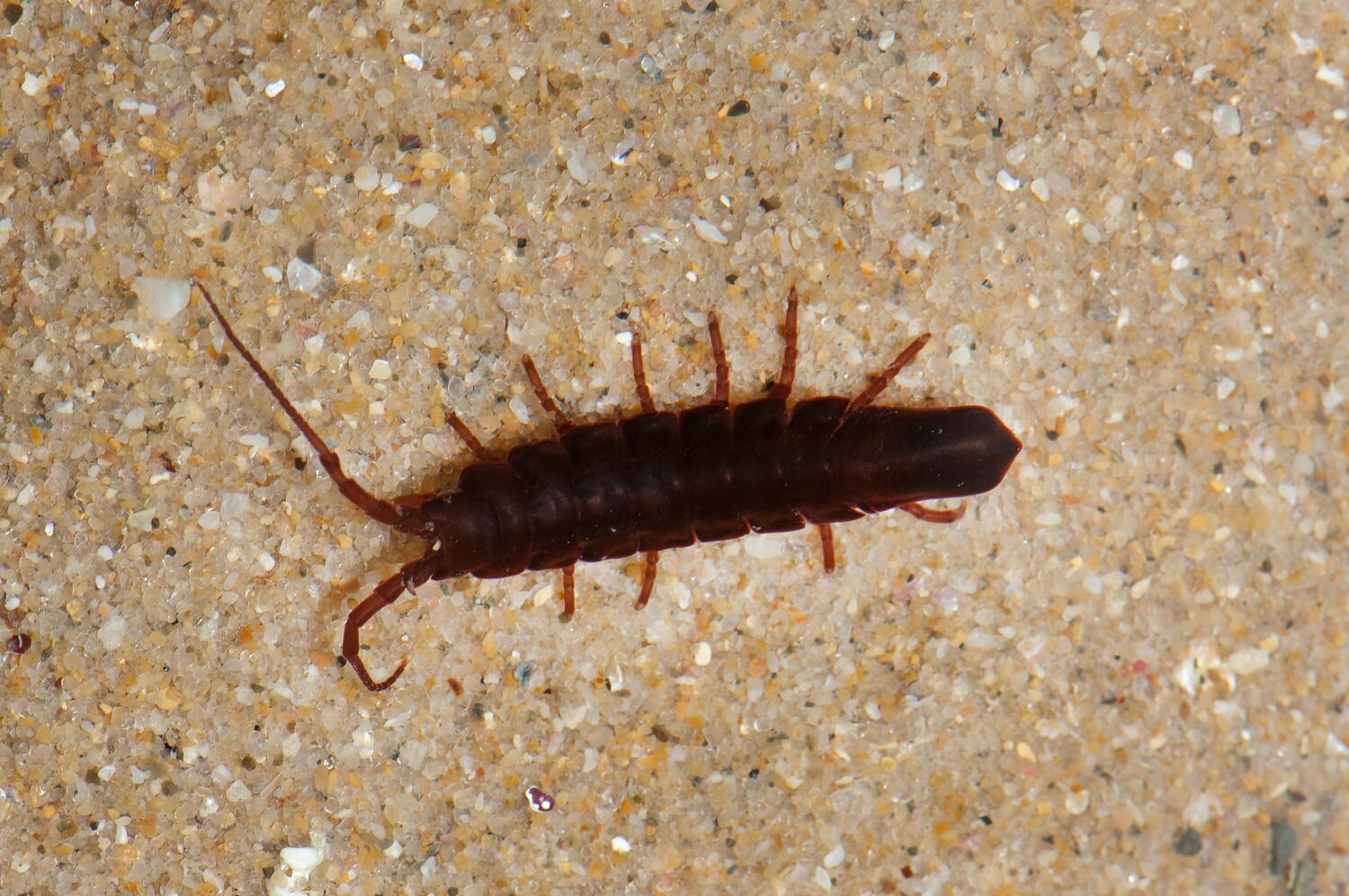 Euidotea bakeri (Collinge, 1917), Sea Centipede