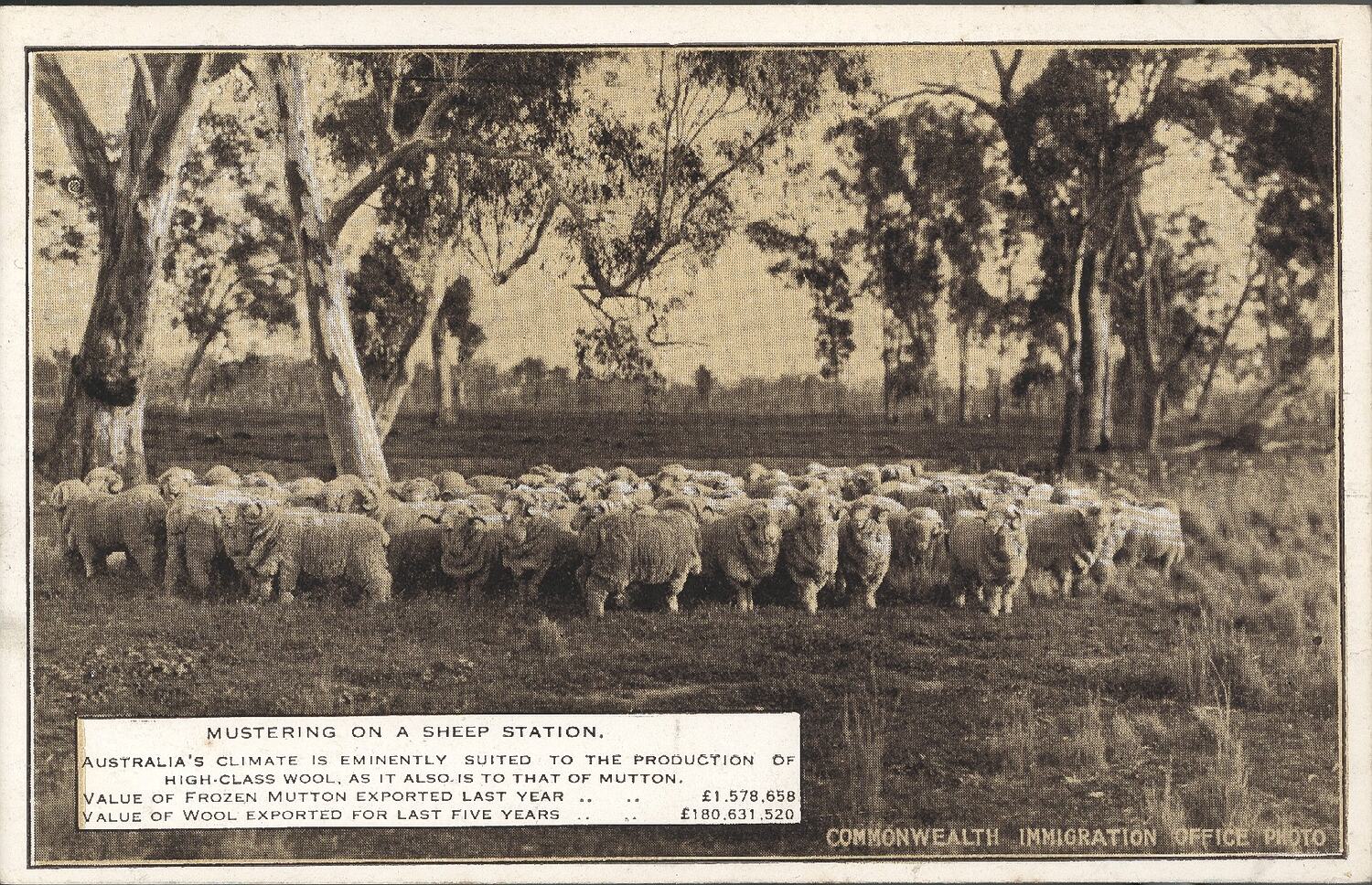 Postcard - 'Mustering on a Sheep Station', Commonwealth Immigration ...