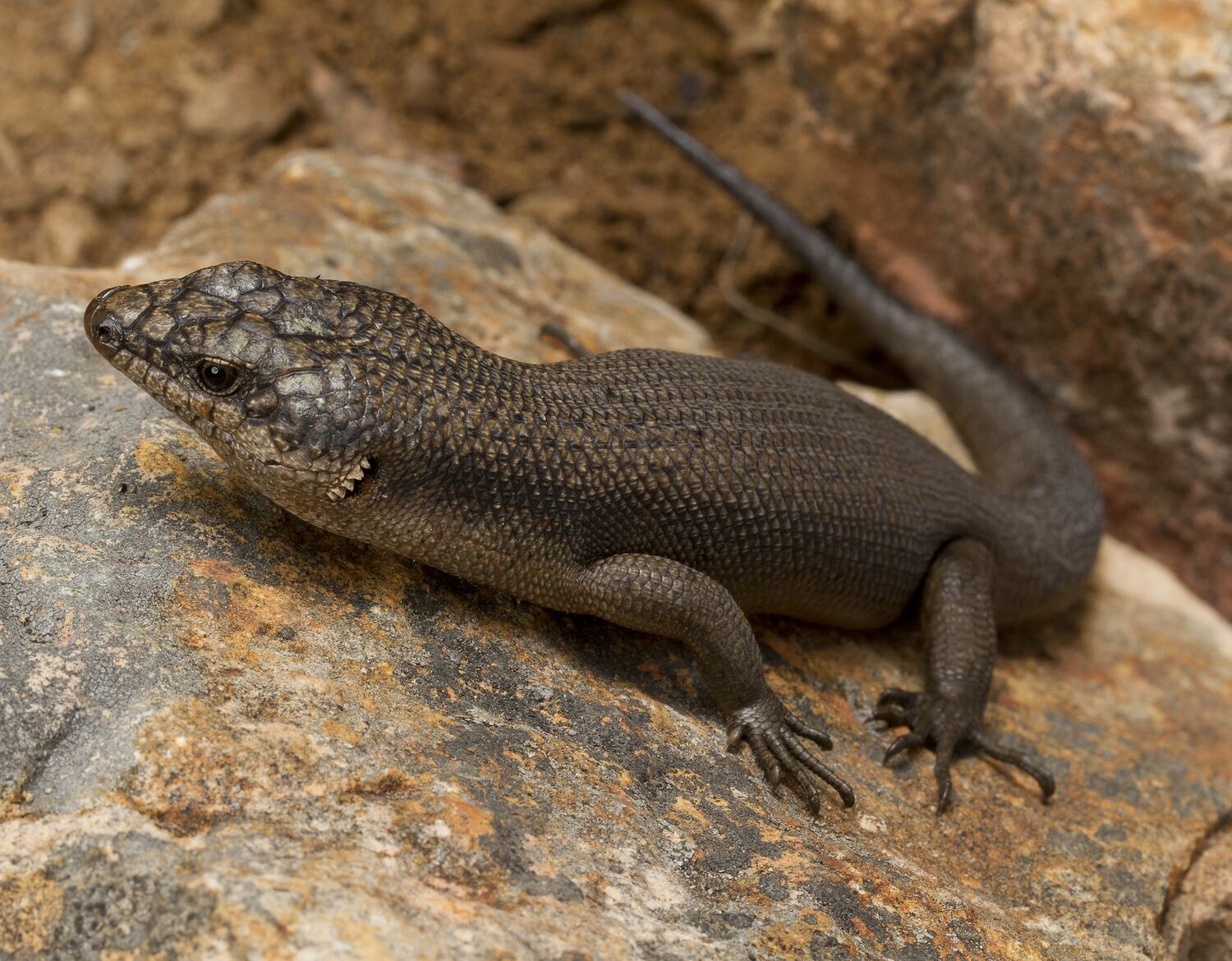 Egernia, Egernia Skink