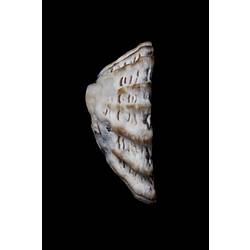 Patelloida alticostata (Angas, 1865)