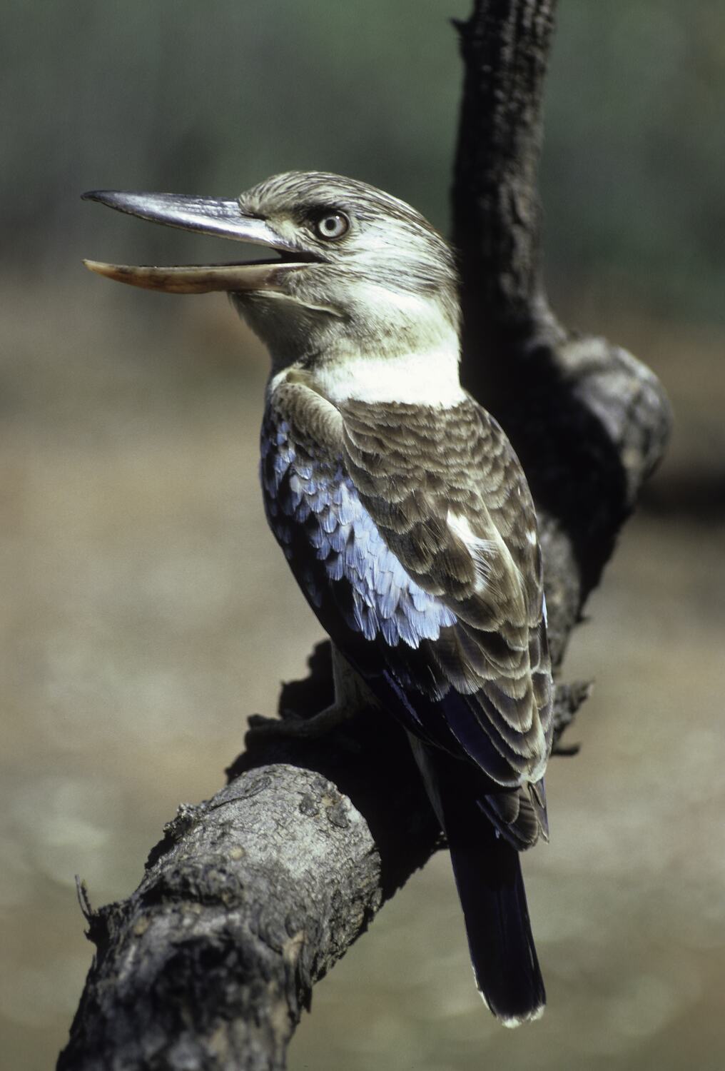 Dacelo leachii, Blue-winged Kookaburra