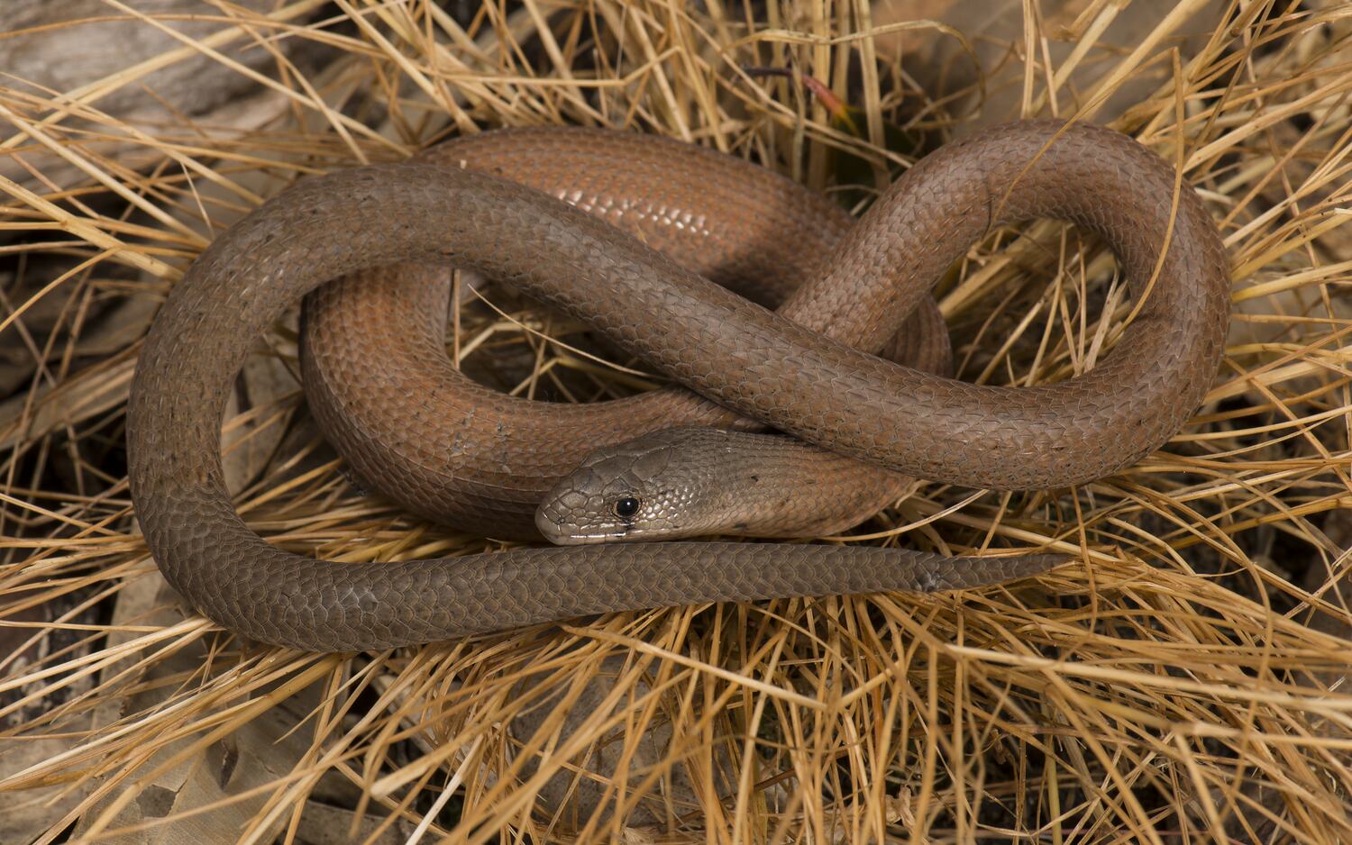 Pygopus lepidopodus (Lacepède, 1804), Common Scaly-foot