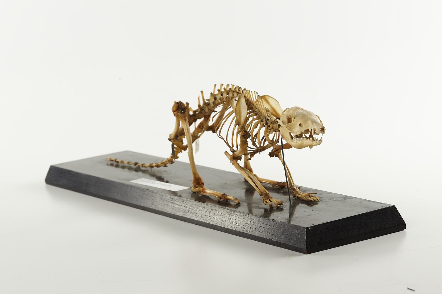 Articulated Skeleton - Greater Bilby, Macrotis lagotis