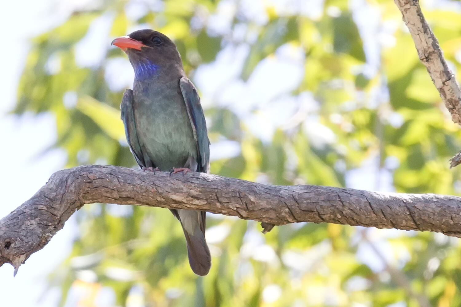 Eurystomus orientalis, Dollarbird