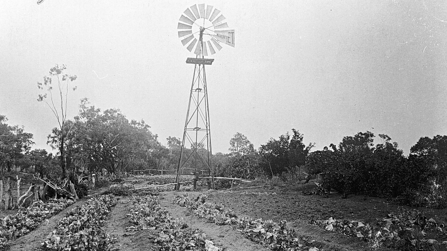 Negative - Vegetable Garden on 'Portland Downs' Station, Isisford ...