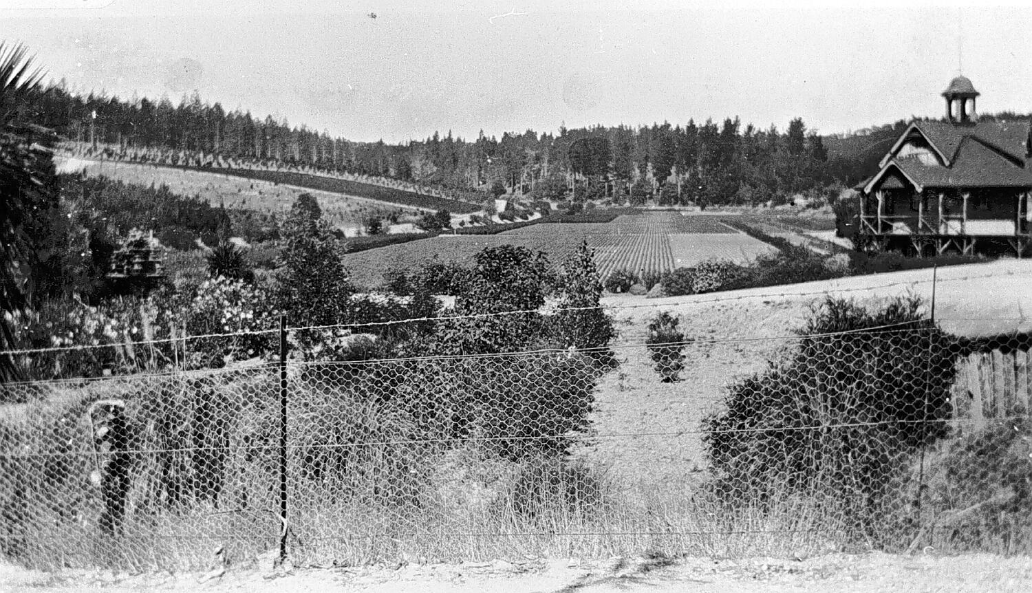 Negative - Creswick, Victoria, pre 1930
