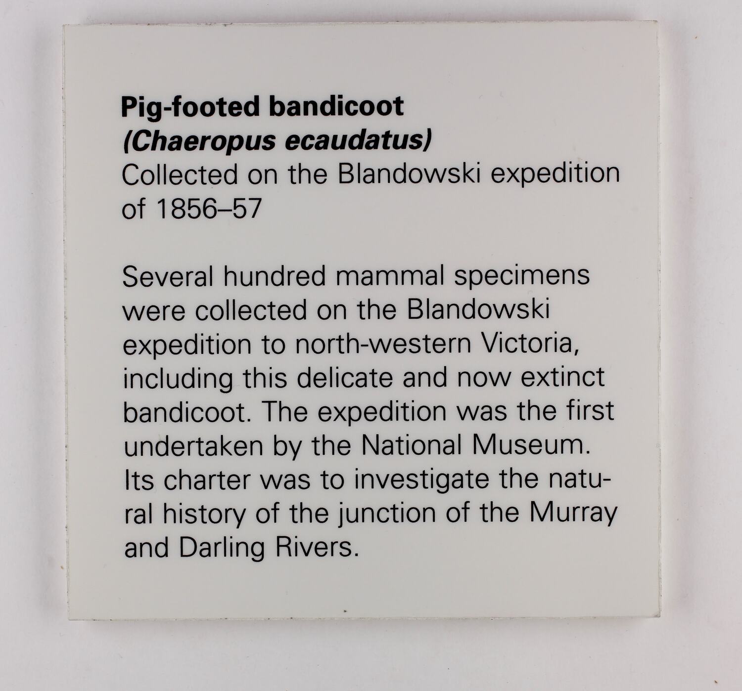 Exhibition Label - Pig-footed Bandicoot, Museum of Victoria, Carlton ...