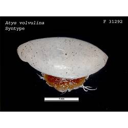 Atys (Acicula) volvulina Adams, 1862