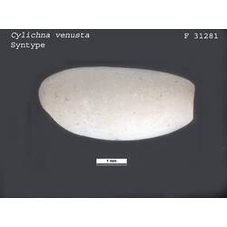 Cylichna venustula Adams, 1862