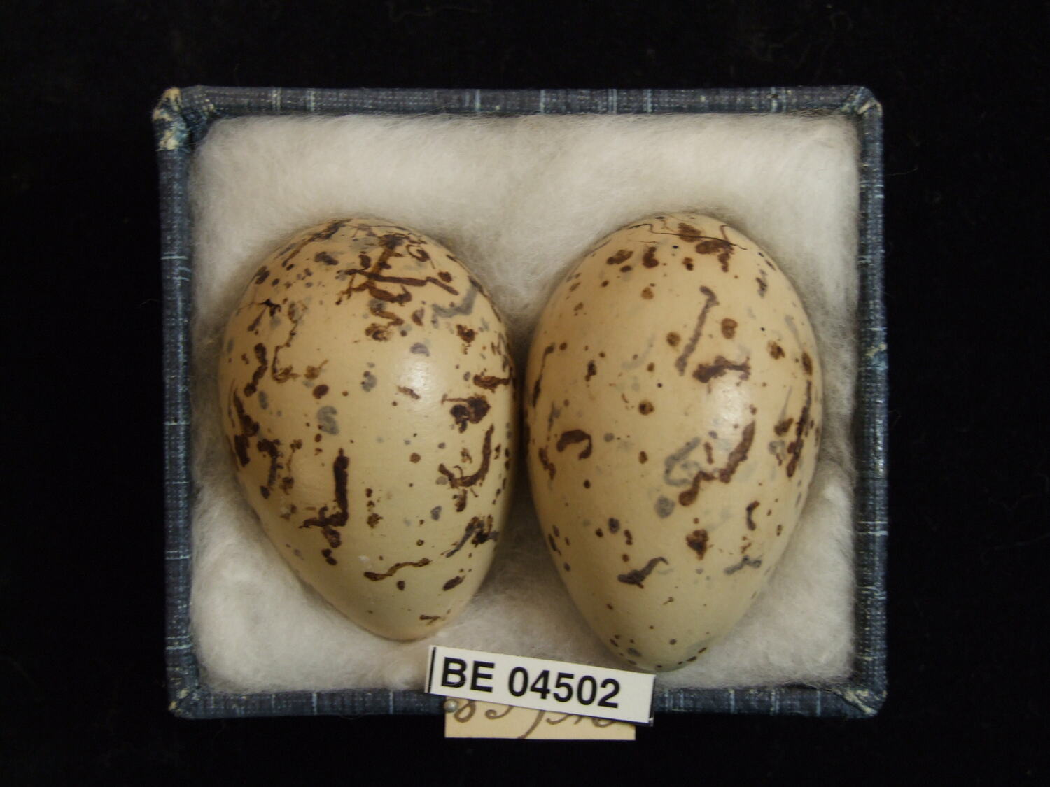 Ptilonorhynchus violaceus violaceus