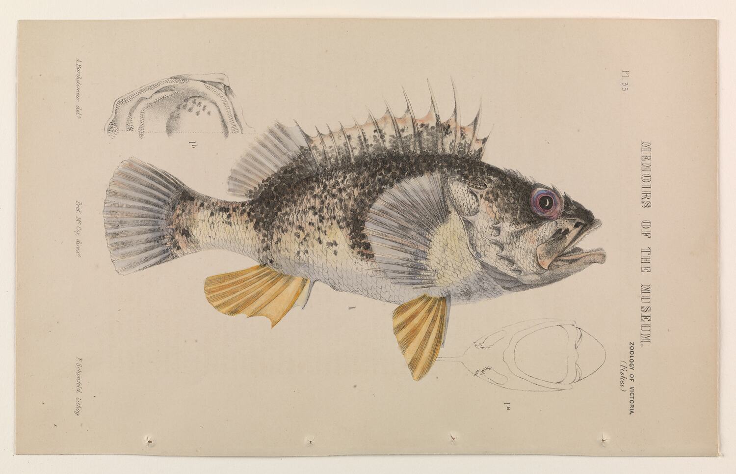 Lithographic Print - Reef Ocean Perch, Helicolenus percoides (as the ...