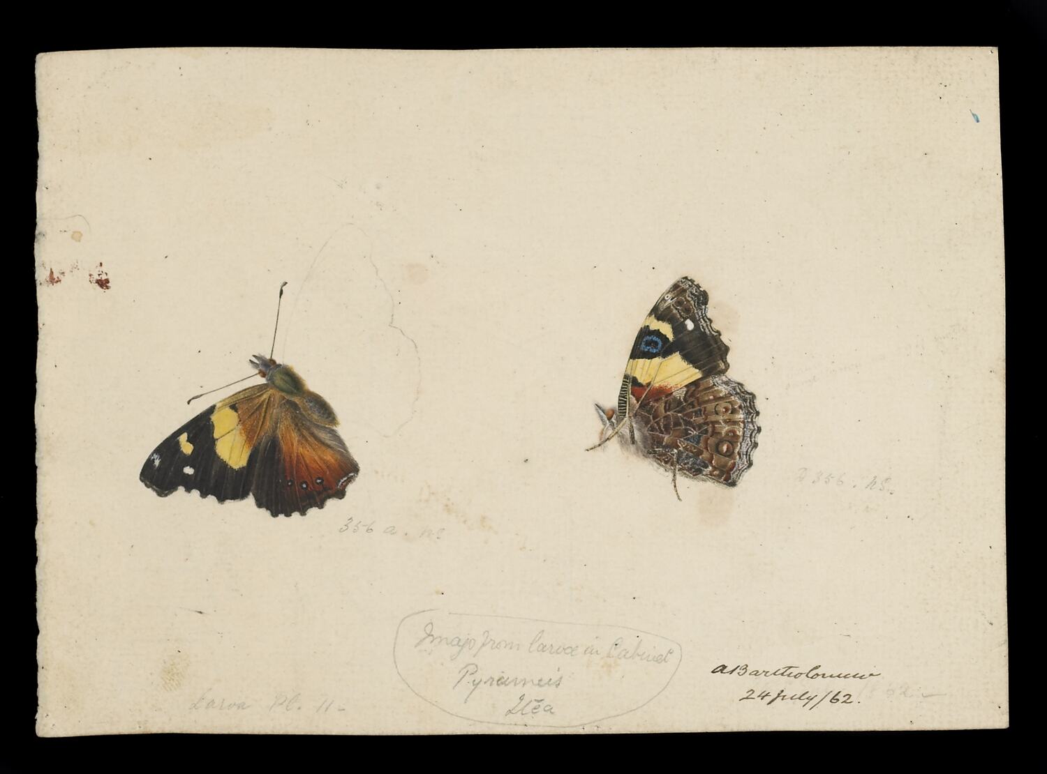 Watercolour, pencil and ink illustrations - wings, Pyrameis itea ...