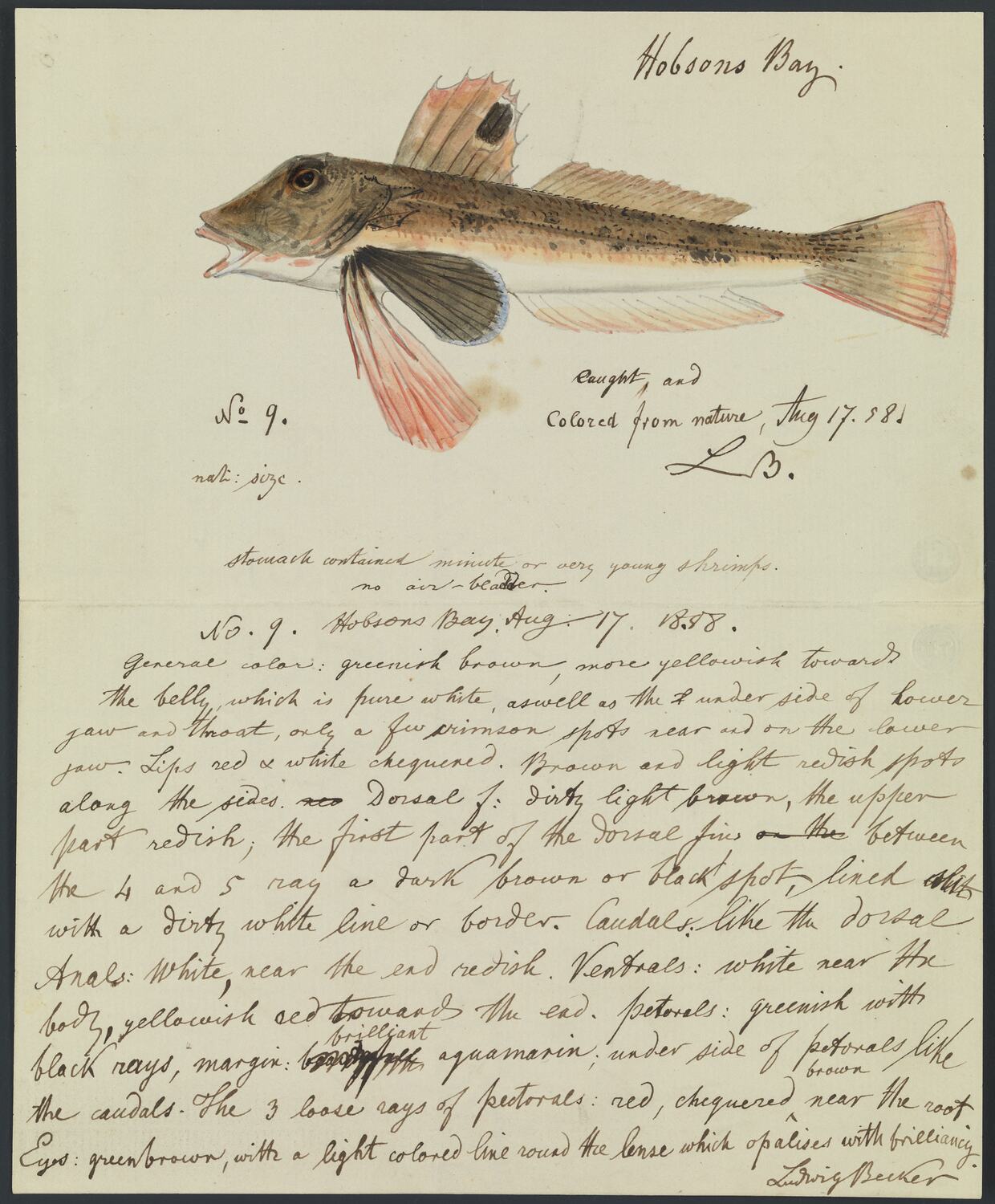 Watercolour illustration & notes - Spiny Gurnard, Lepidotrigla papilio ...