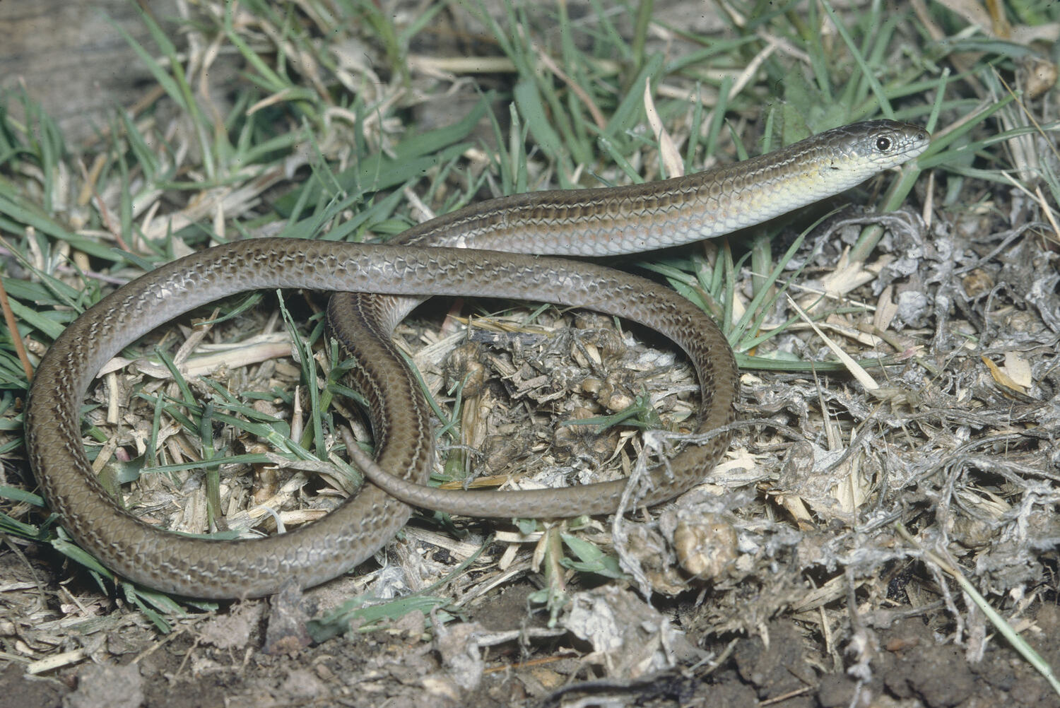 Delma impar (Fischer, 1882), Striped Legless Lizard