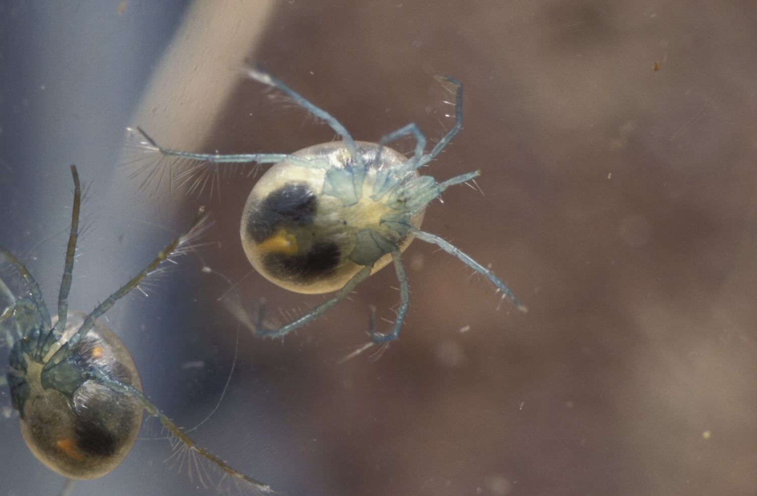 Acarina, Water Mite