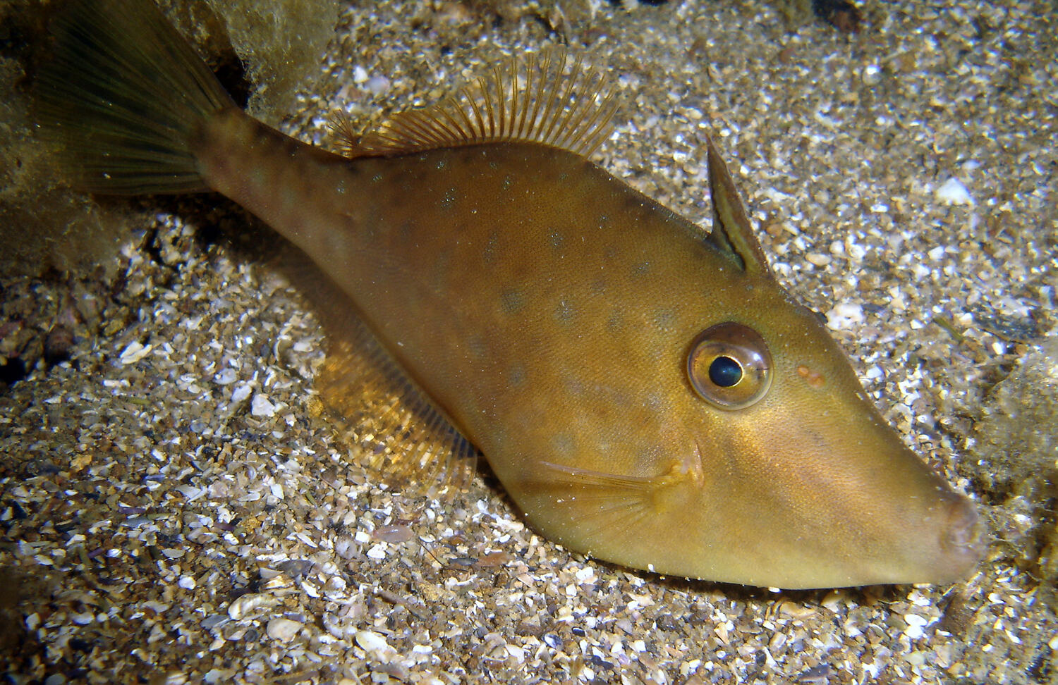 Acanthaluteres vittiger (Castelnau, 1873), Toothbrush Leatherjacket