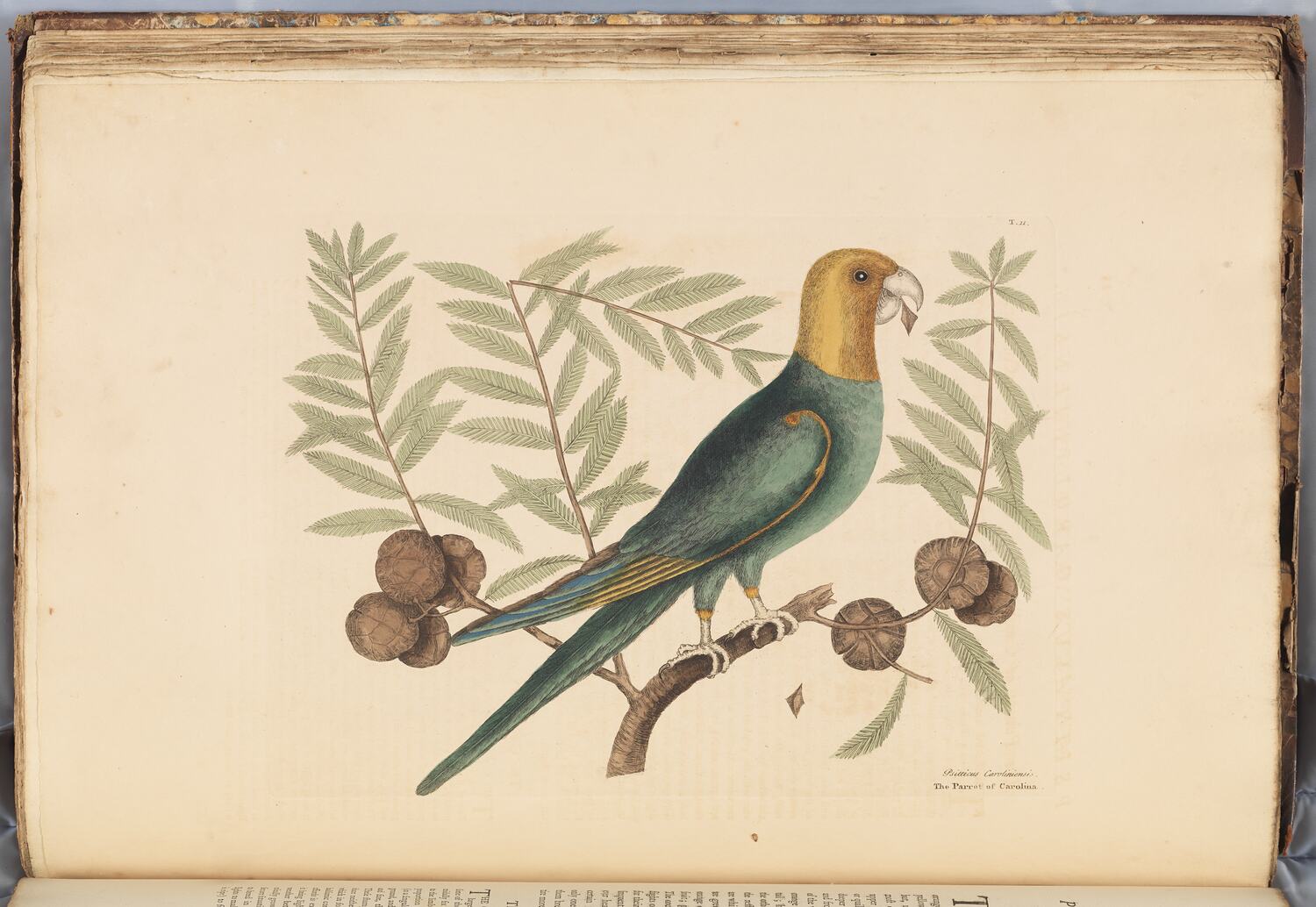 Rare Book - Mark Catesby, 'The natural history of Carolina, Florida ...