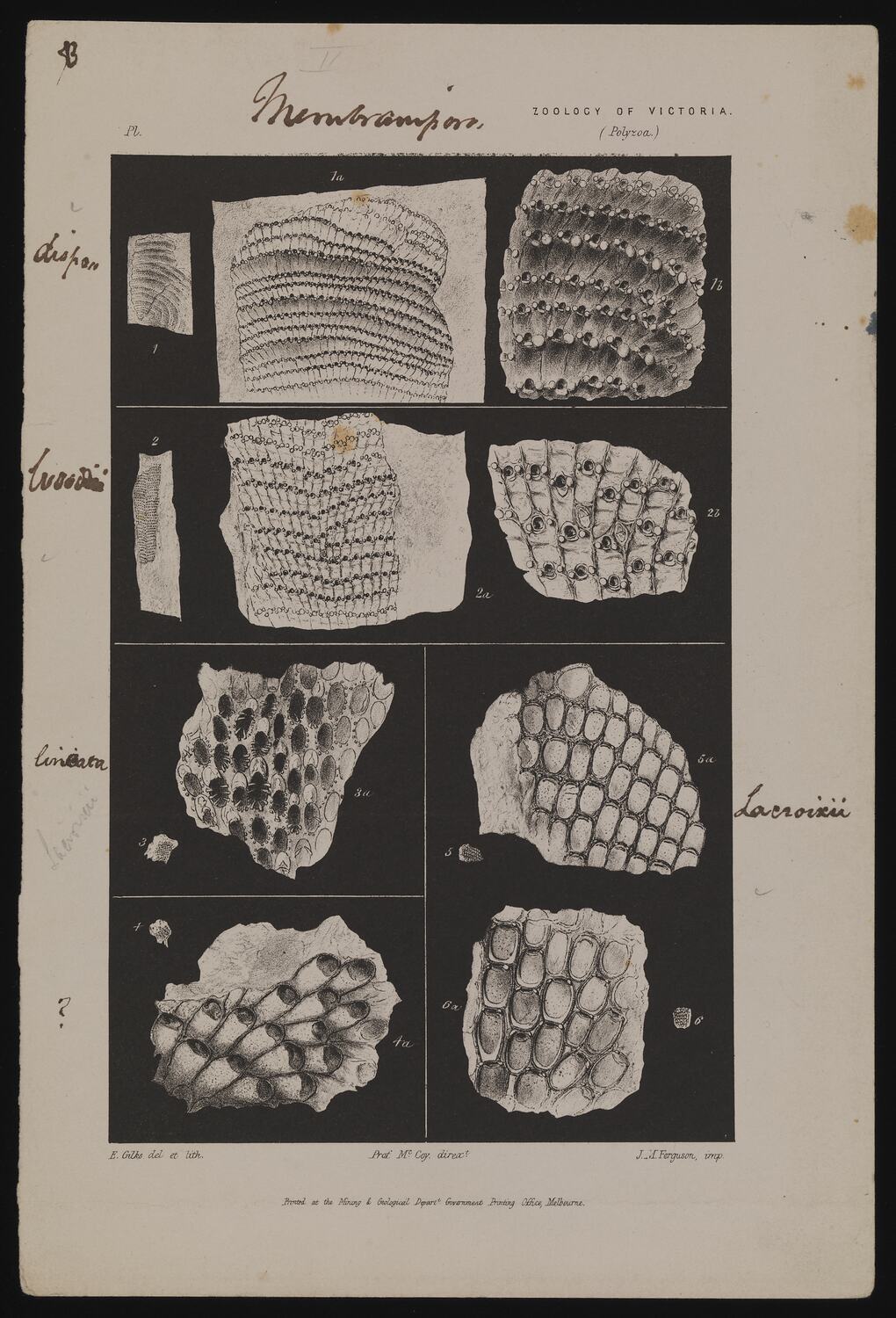 Lithographic Proof - Lithographic Ink on Paper
