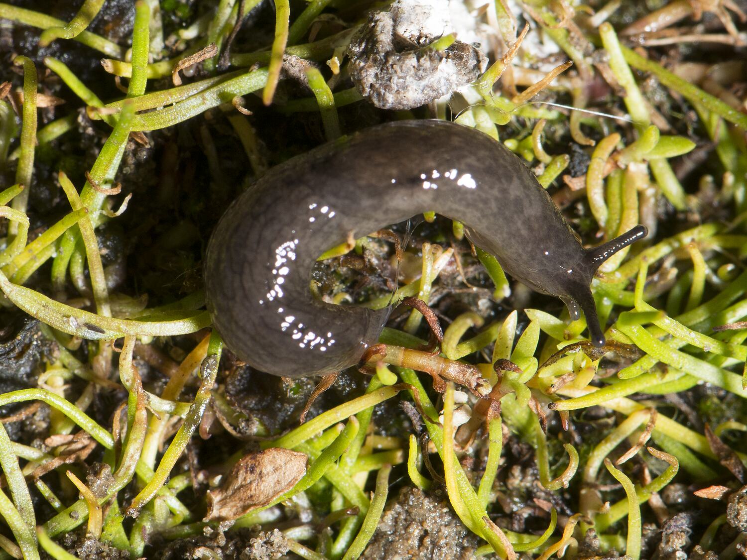 Deroceras reticulatum (Müller, 1774), Grey Field Slug