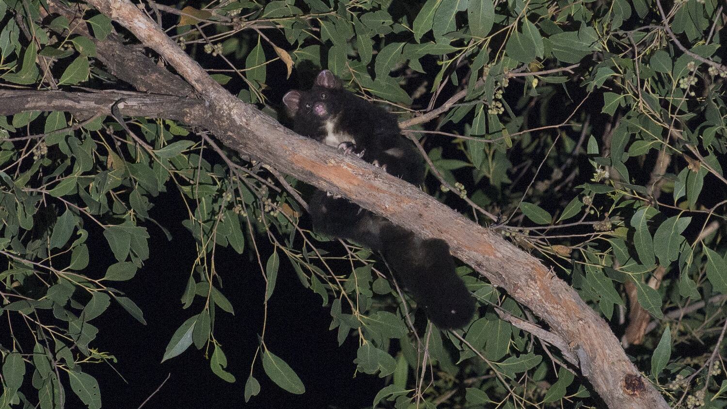 Petauroides volans, Greater Glider