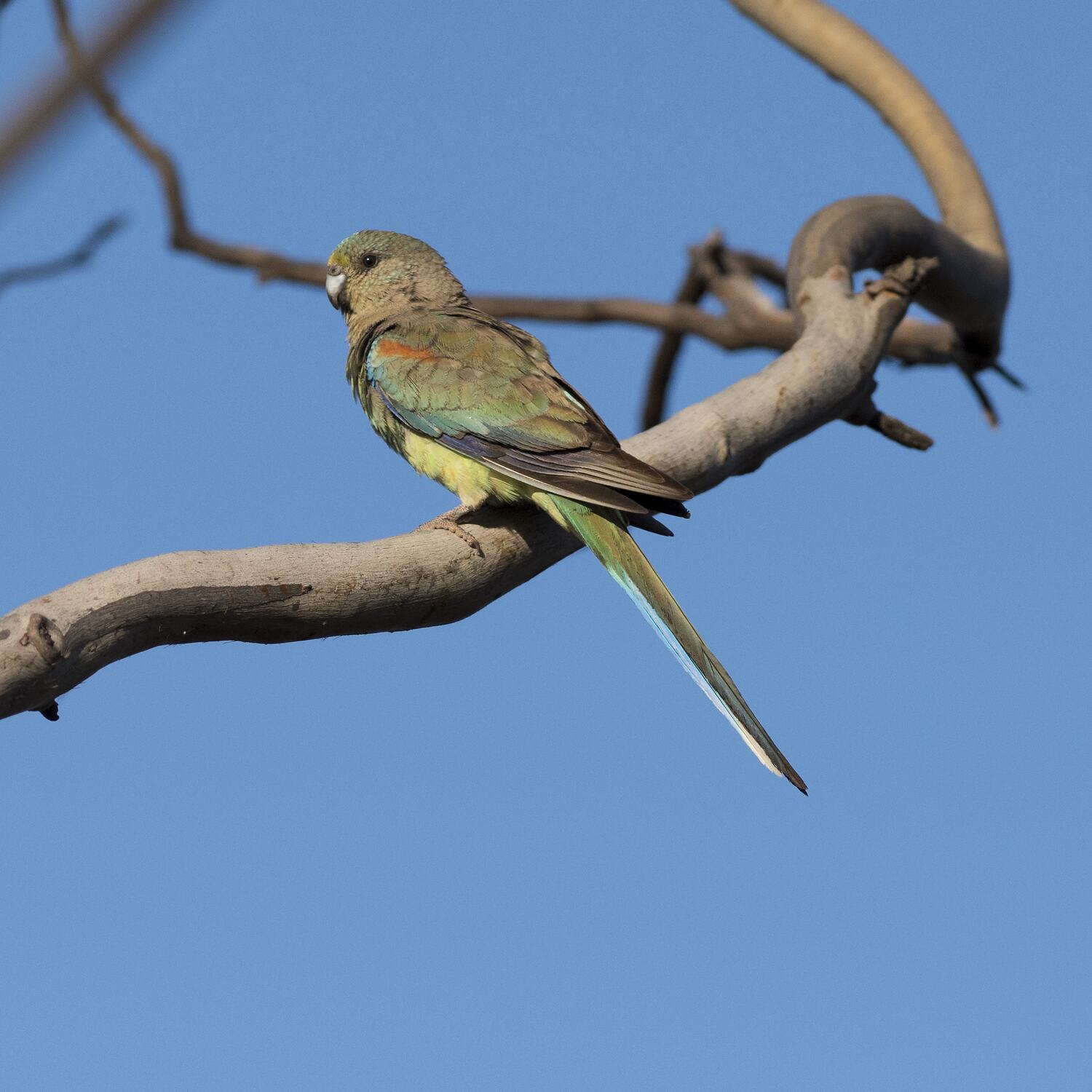 Psephotus varius, Mulga Parrot