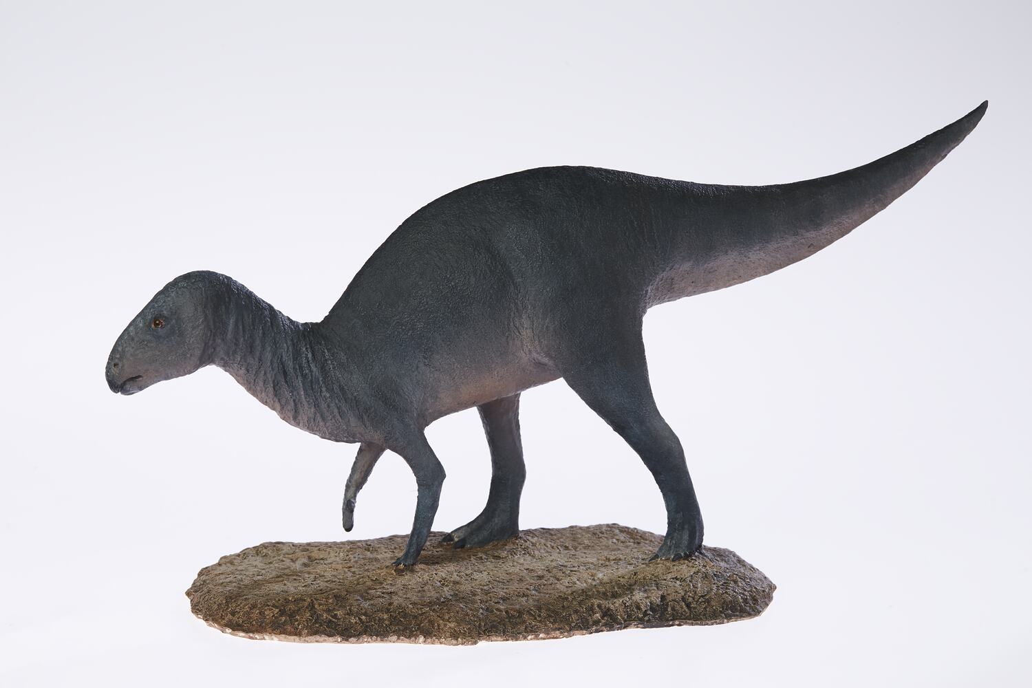 Model, Iguanodon